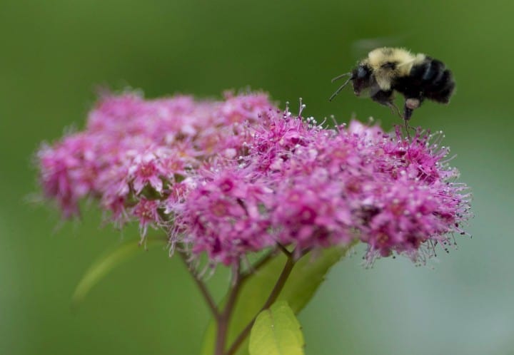Research shows climate change silencing spots once buzzing with bees ...