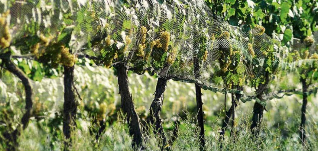 5 Best deals being offered by local wineries | INsauga