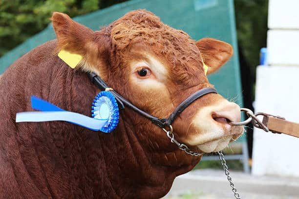 Together Again: Brooklin Spring Fair returns after two-year absence ...