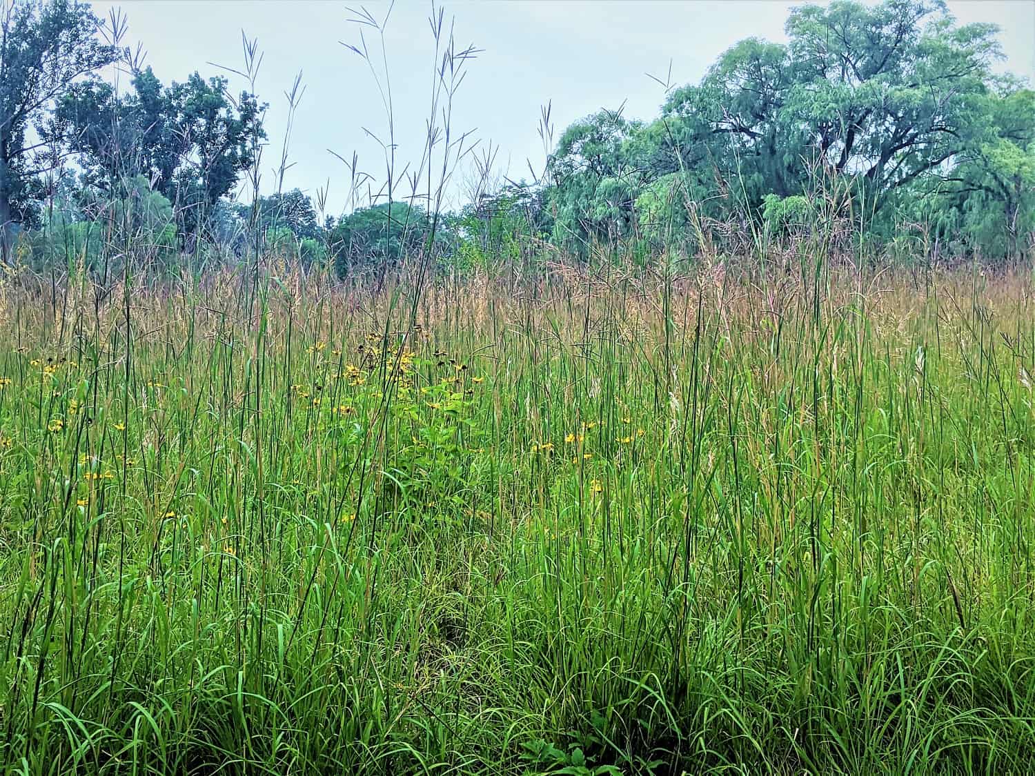 Take a walk among the tallgrass at Mississauga waterfront park | INsauga