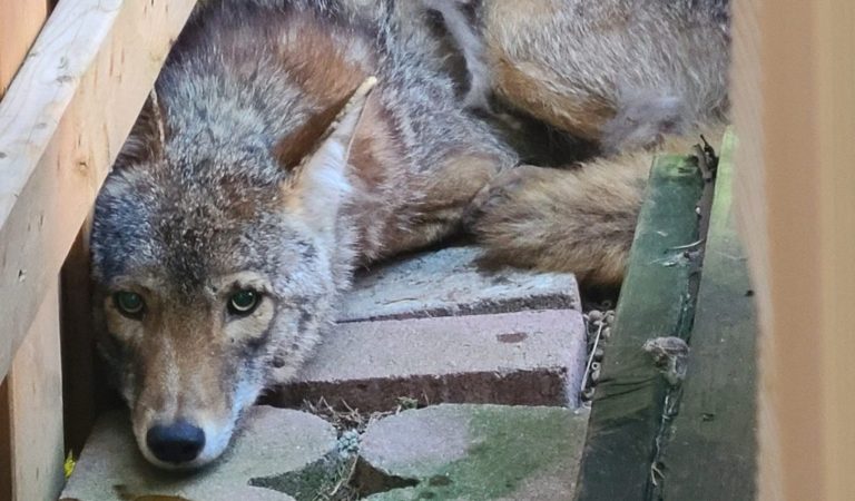 Coyote found in Brampton backyard gets second chance at life in the ...