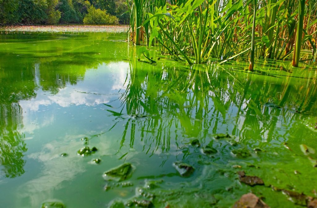 Mississauga residents warned to avoid poisonous algae that smells of ...