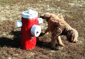 Dogs enjoy red fire hydrant in Mississauga park but the city doesn't ...