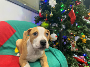 Bring home a furry friend in Brampton this Valentine's Day | INsauga