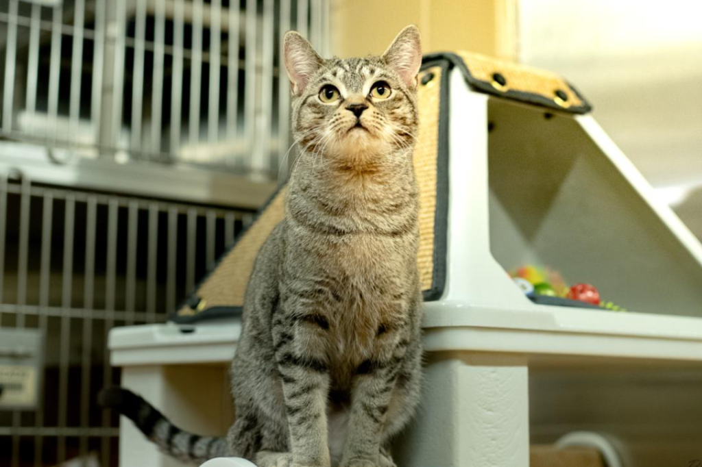 Bring home a furry friend in Brampton this Valentine's Day | INsauga