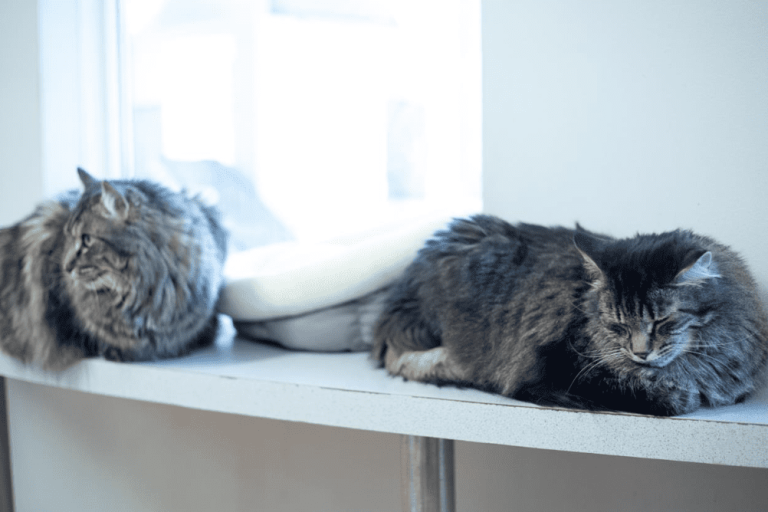 Bring home a furry friend in Brampton this Valentine's Day | INsauga