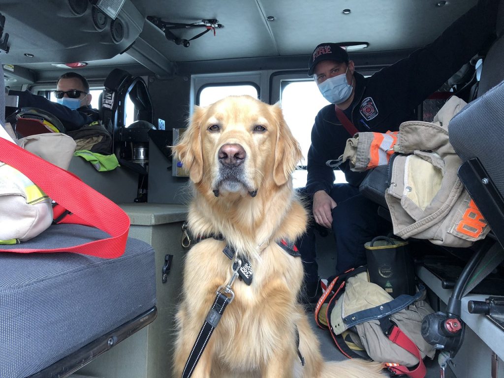 One of Mississauga's most valuable 'firefighters' does his duty on four ...