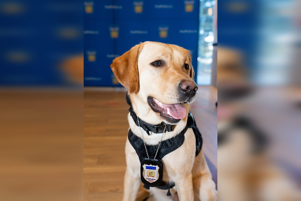 New police dog finds digital storage devices to help catch child ...