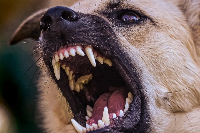Aggressive dog on the loose in Mississauga | INsauga
