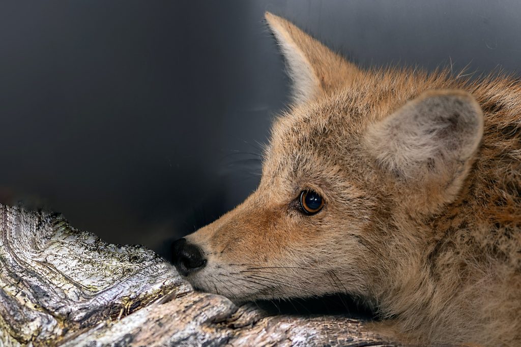 Young coyote rescued after an injury in Mississauga | INsauga