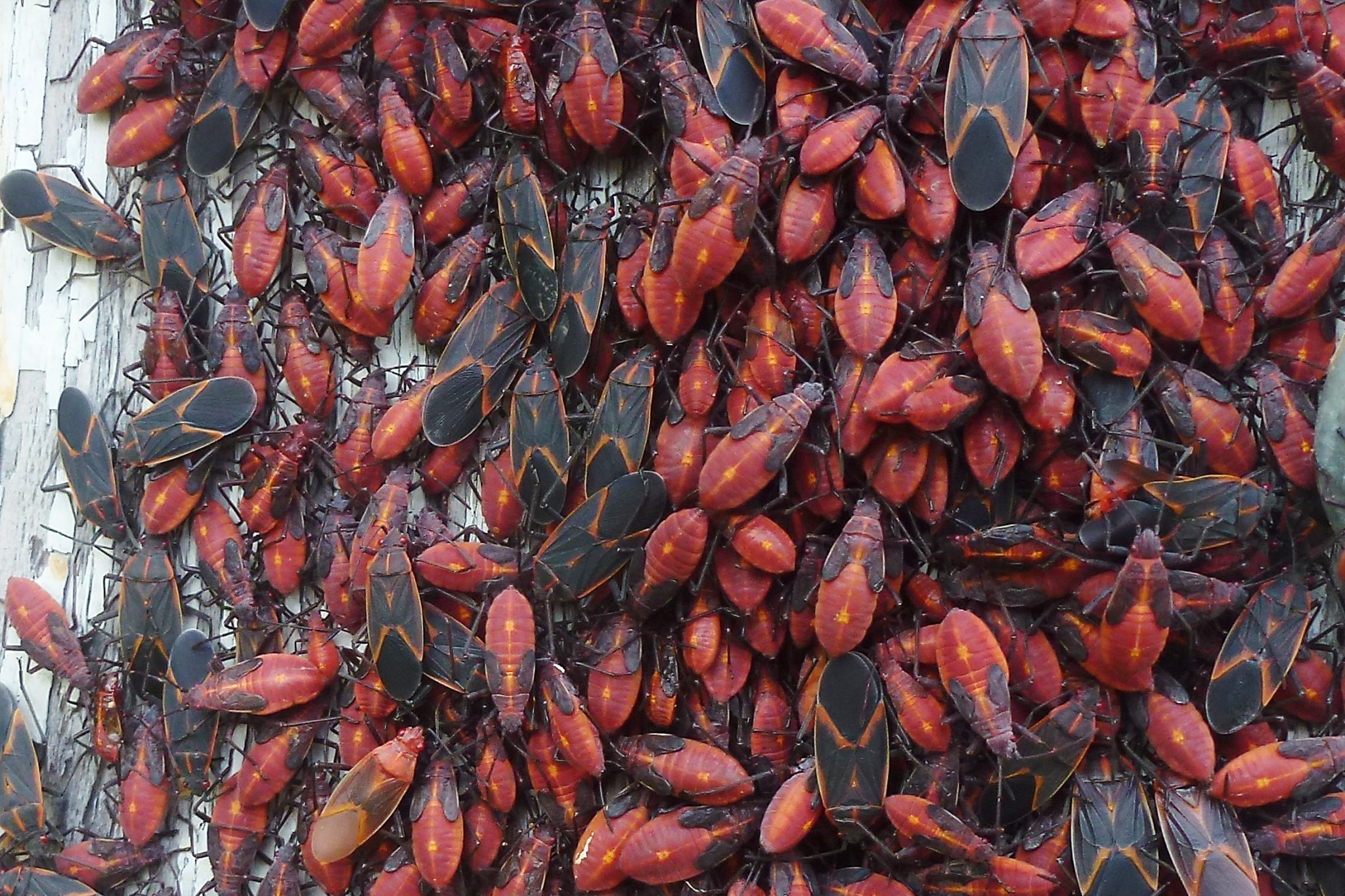 8 pests homeowners might see inside this winter in Canada | INsauga