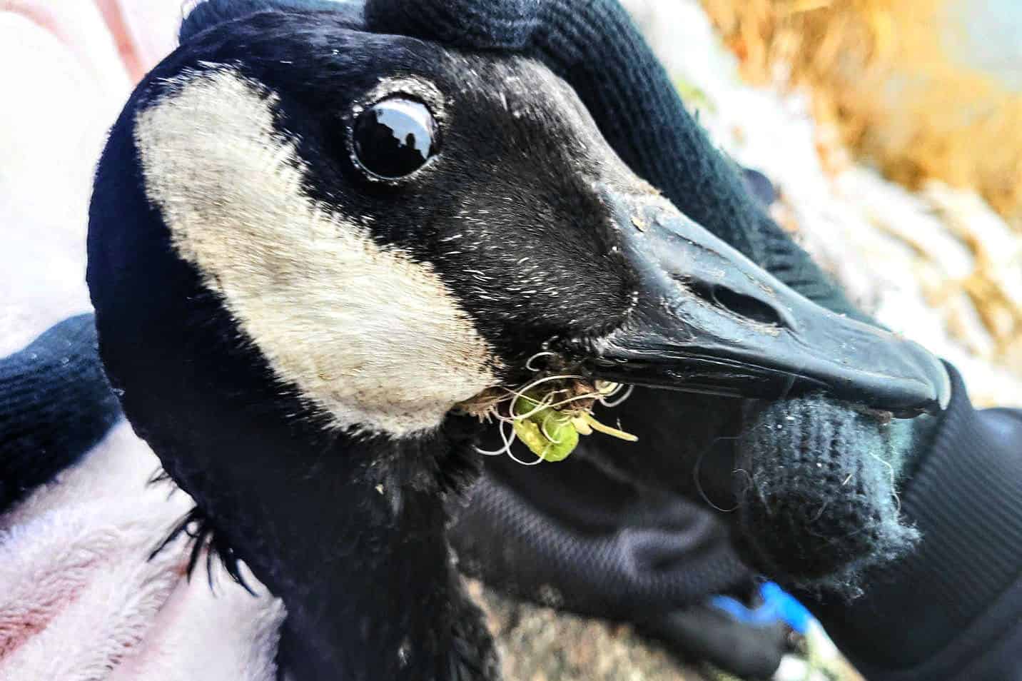 Goose with fishing hook stuck in mouth saved in Brampton | INsauga