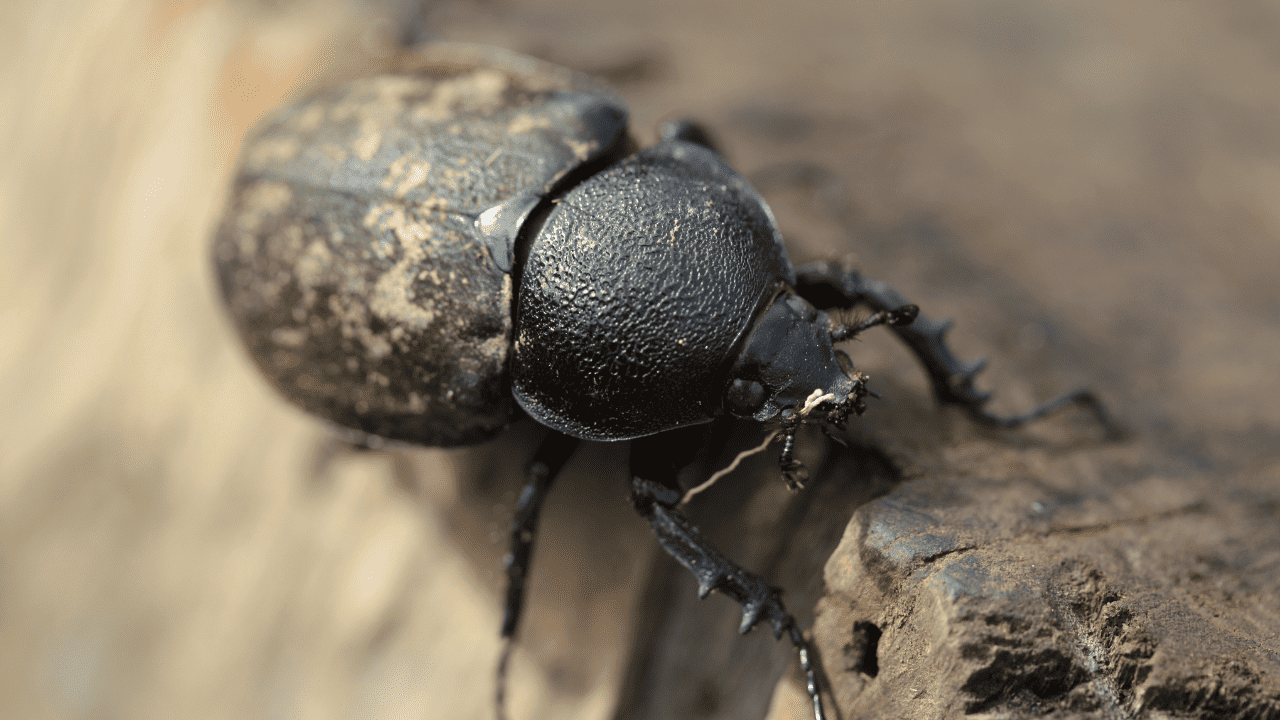 6 pests homeowners might see inside this winter in Ontario | INsauga