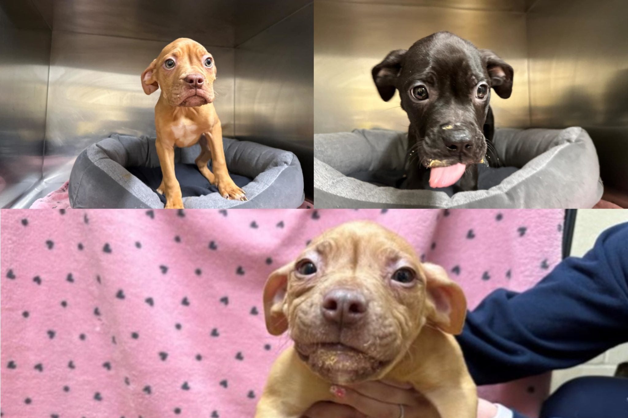 Pack of puppies in need of forever homes up for adoption in Brampton ...