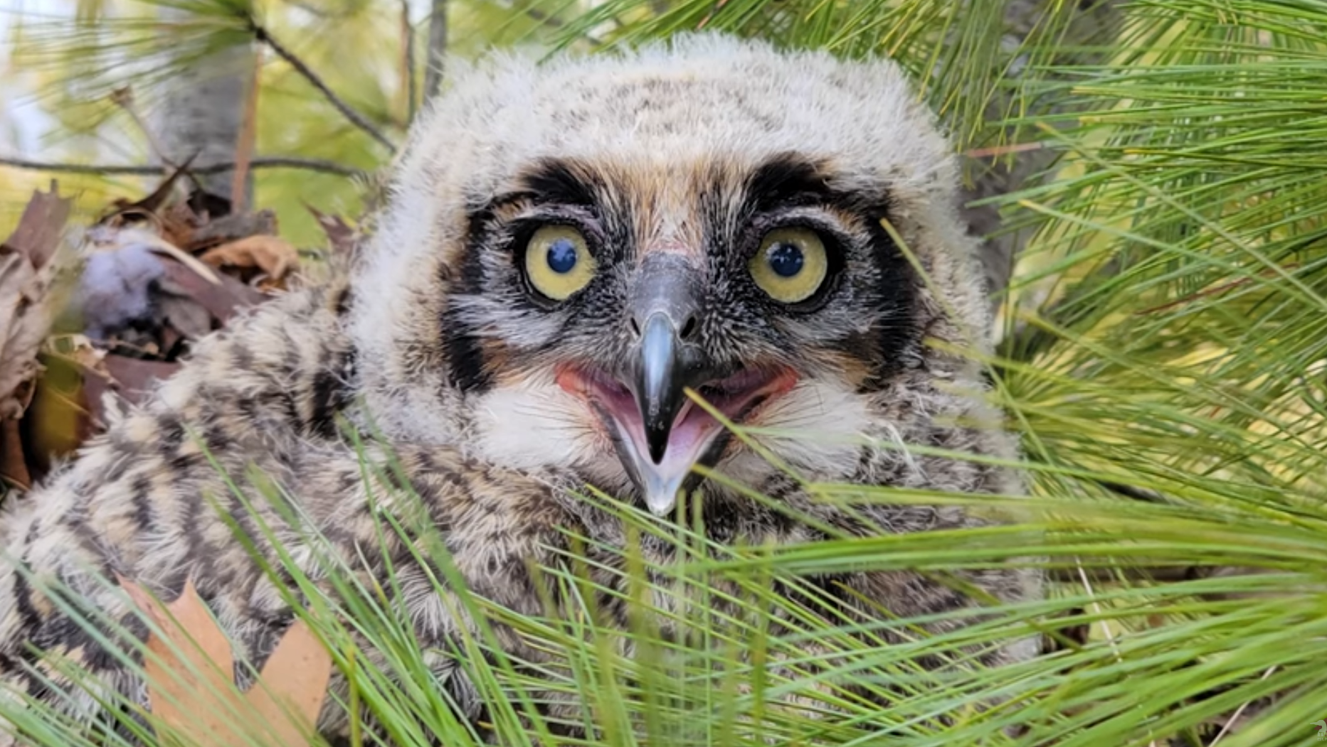 VIDEO: Baby owl rescued and reunited with mother in Brampton | INsauga