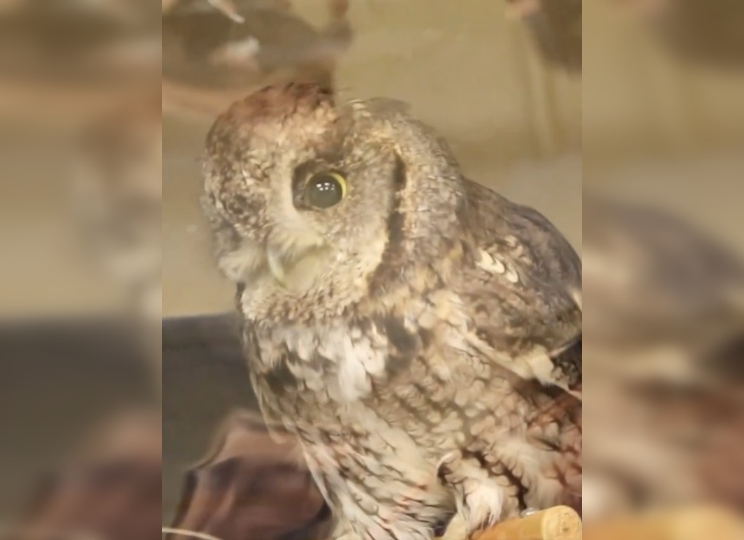VIDEO: Injured owl nursed back to health thanks to donation from ...