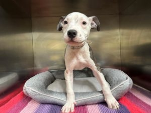 Pack of puppies in need of forever homes up for adoption in Brampton ...