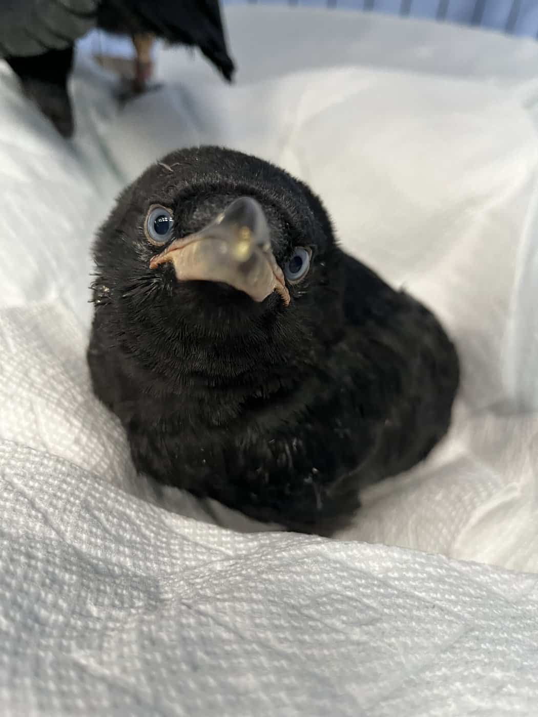 See a goofy-looking bird on the ground? It's likely a baby and it's fine, experts say | INsauga