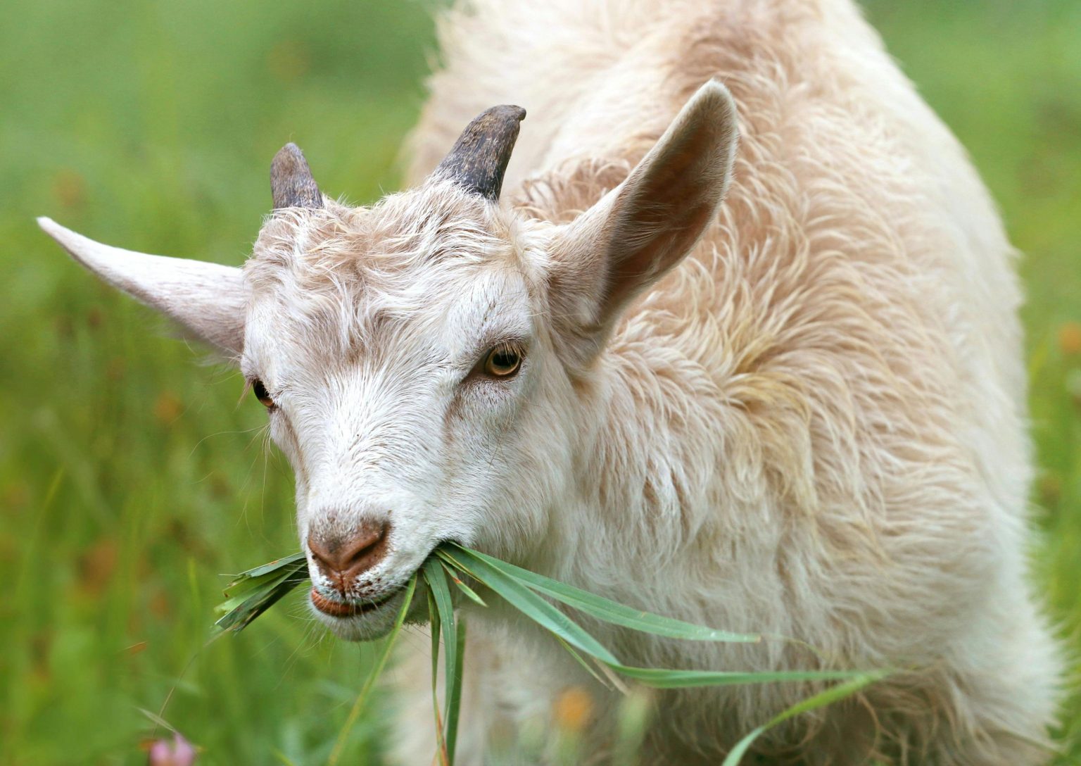 Goats to graze at Brampton cemetery as part of eco-friendly maintenance ...