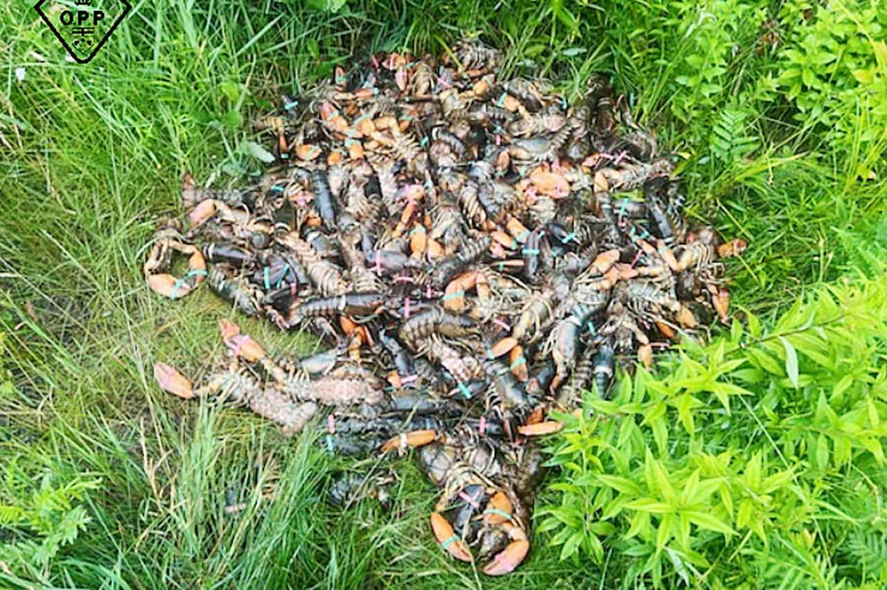 Huge pile of lobsters dumped on the side of an Ontario highway | INsauga