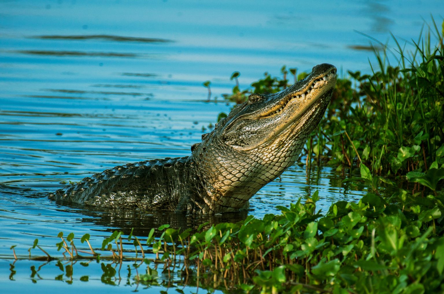 VIDEO: An alligator has been spotted in a lake in southern Ontario ...