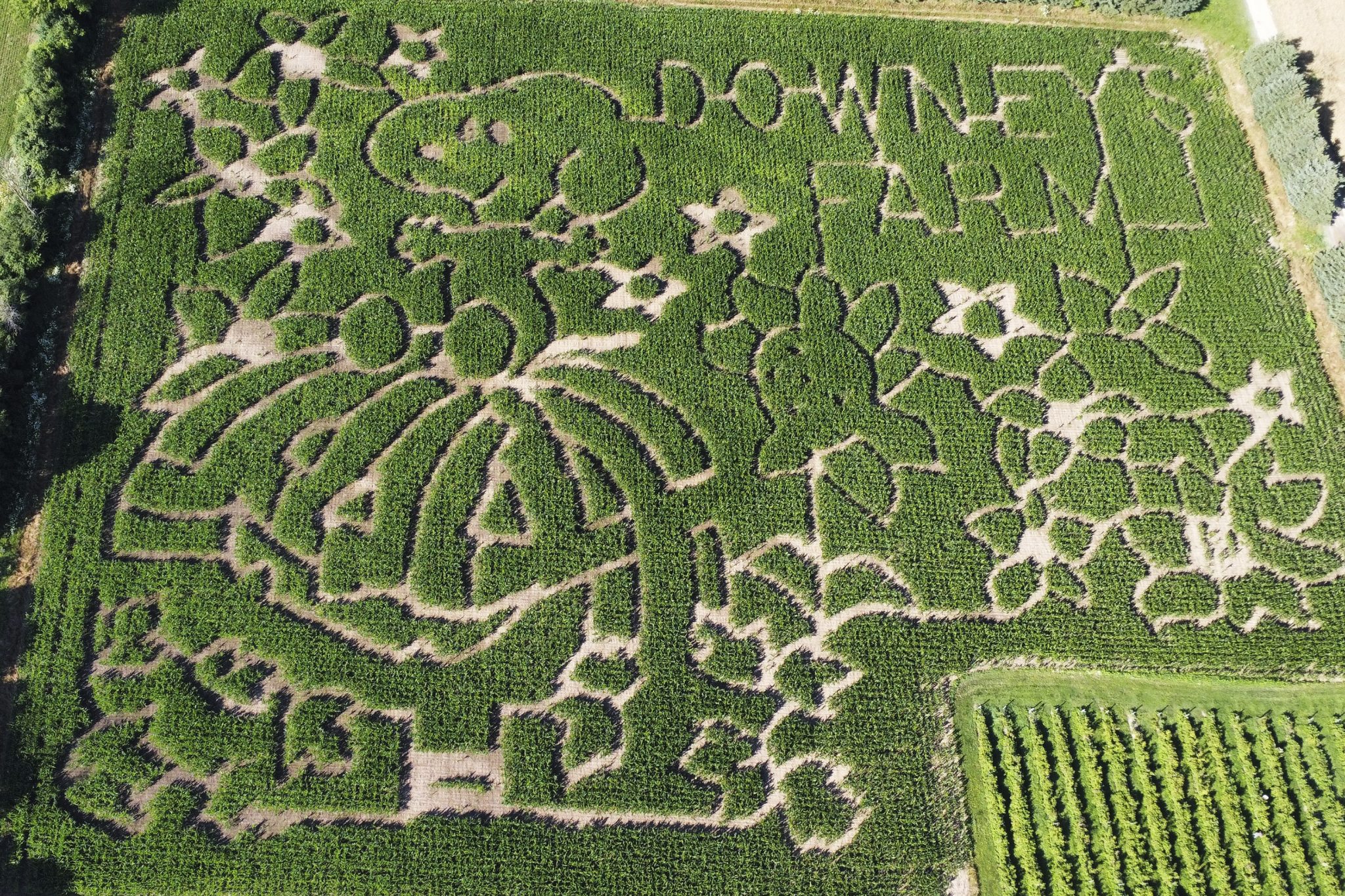 Corn maze makes Snoopy out of stalks in tribute to 'Peanuts' creator ...