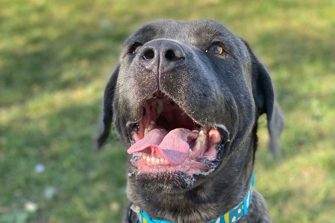 These dogs have been waiting for over a year for homes in Mississauga ...