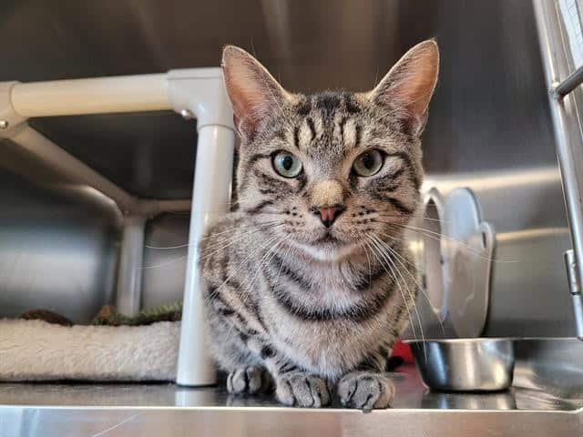 Cost jumps $2M for new animal shelter and multi-purpose facility in ...