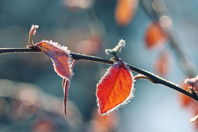 Frost advisory issued for parts of southern Ontario | INsauga