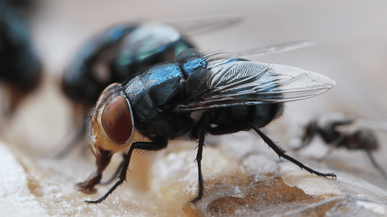 6 pests homeowners might see inside this fall in Ontario | INsauga
