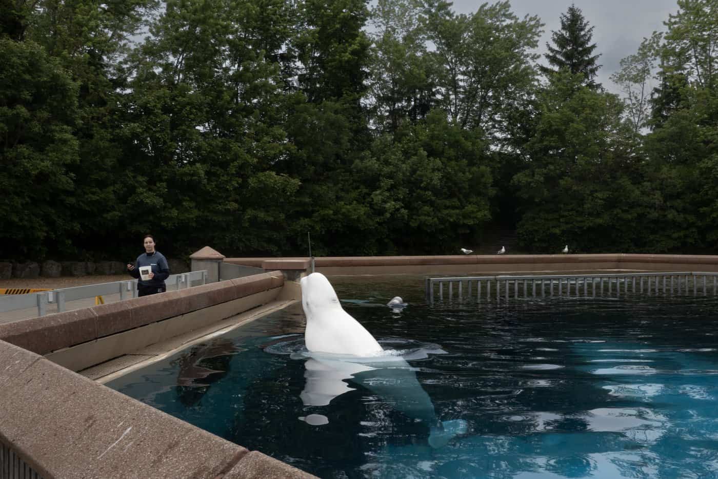 Another whale dies at Marineland in Niagara Falls, Ontario | INsauga