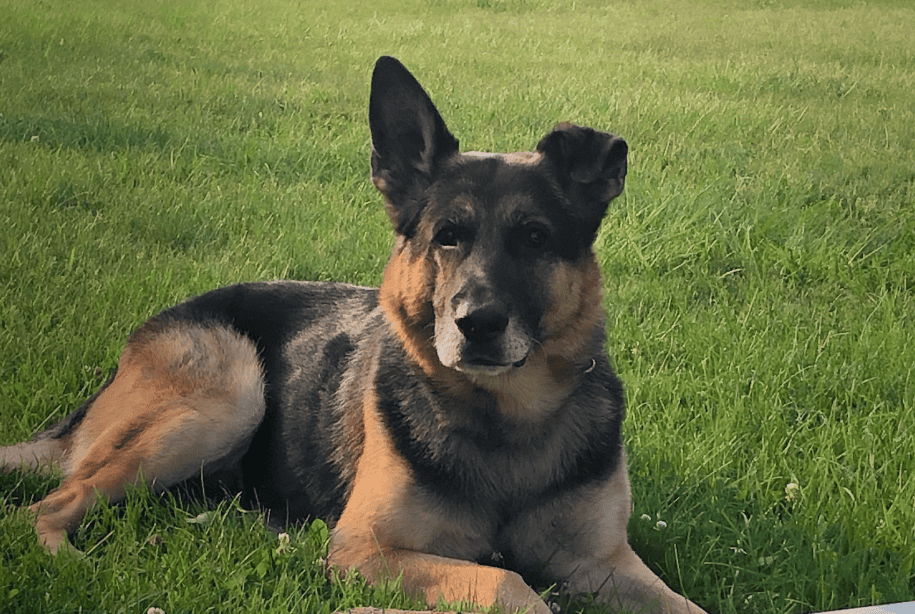 Hamilton Police dog Jake dies following ten year career | INsauga