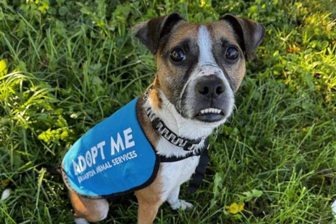 Free to 50% off pet adoptions on now for Black Friday week at Brampton ...