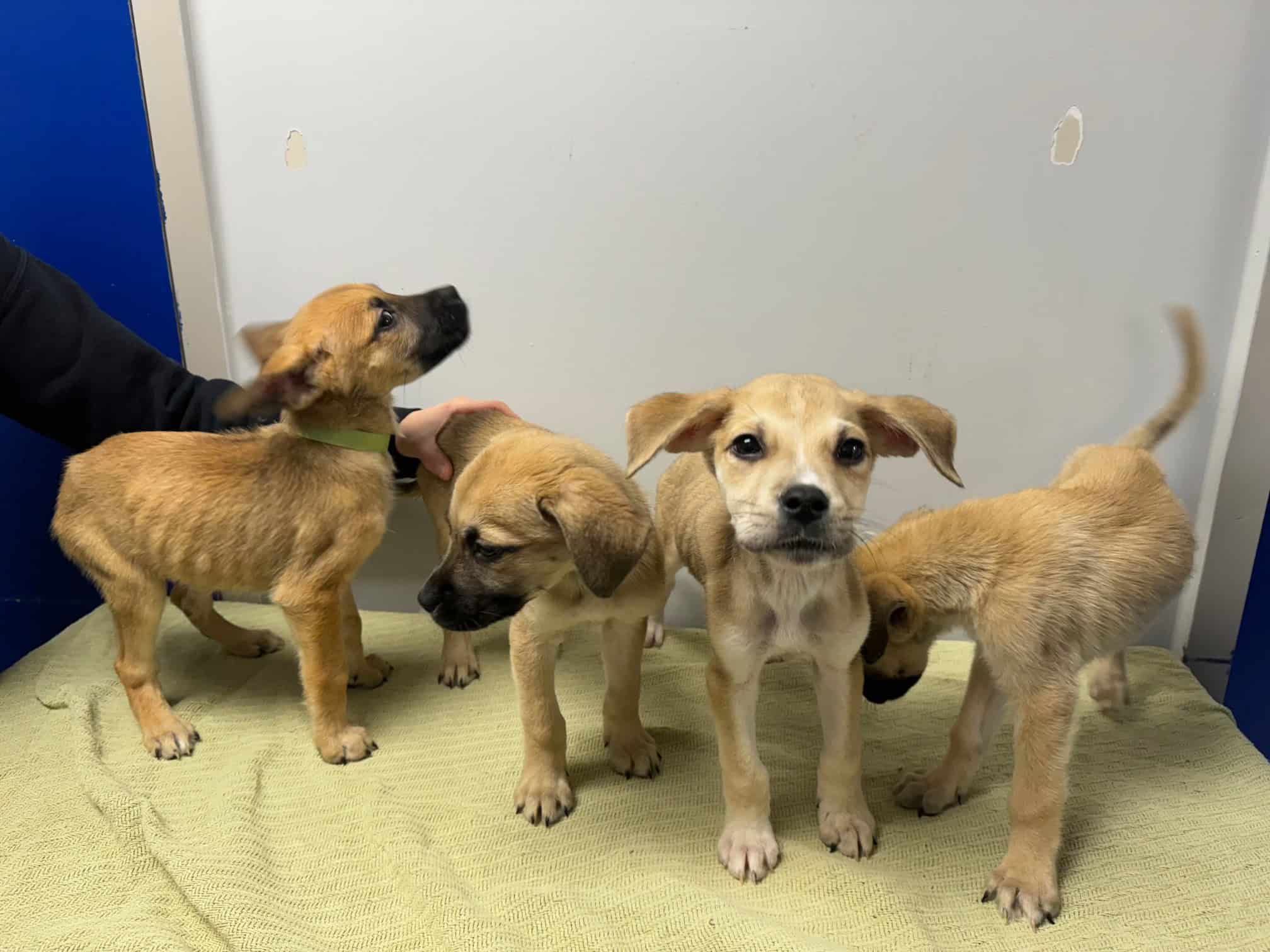 Box of puppies abandoned in Niagara | INsauga