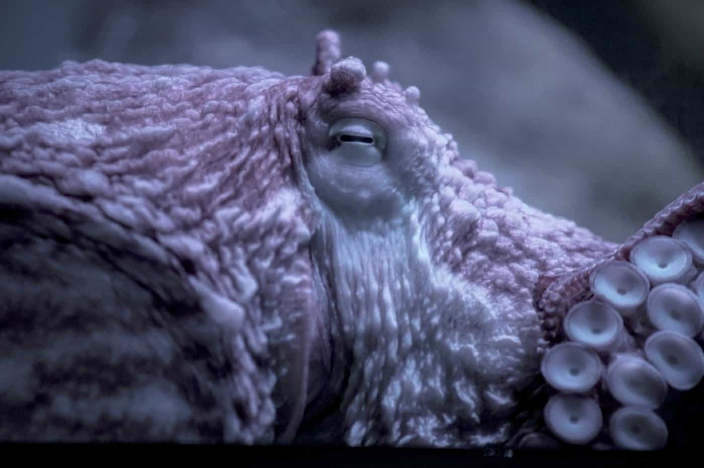 VIDEO: Octopus battles B.C.'s bomb cyclone on ocean floor | INsauga