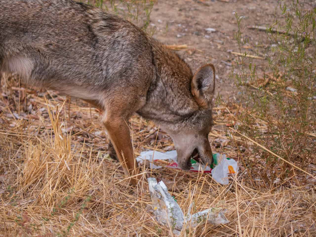 Hungry coyotes increasingly feasting on human food, litter in ...