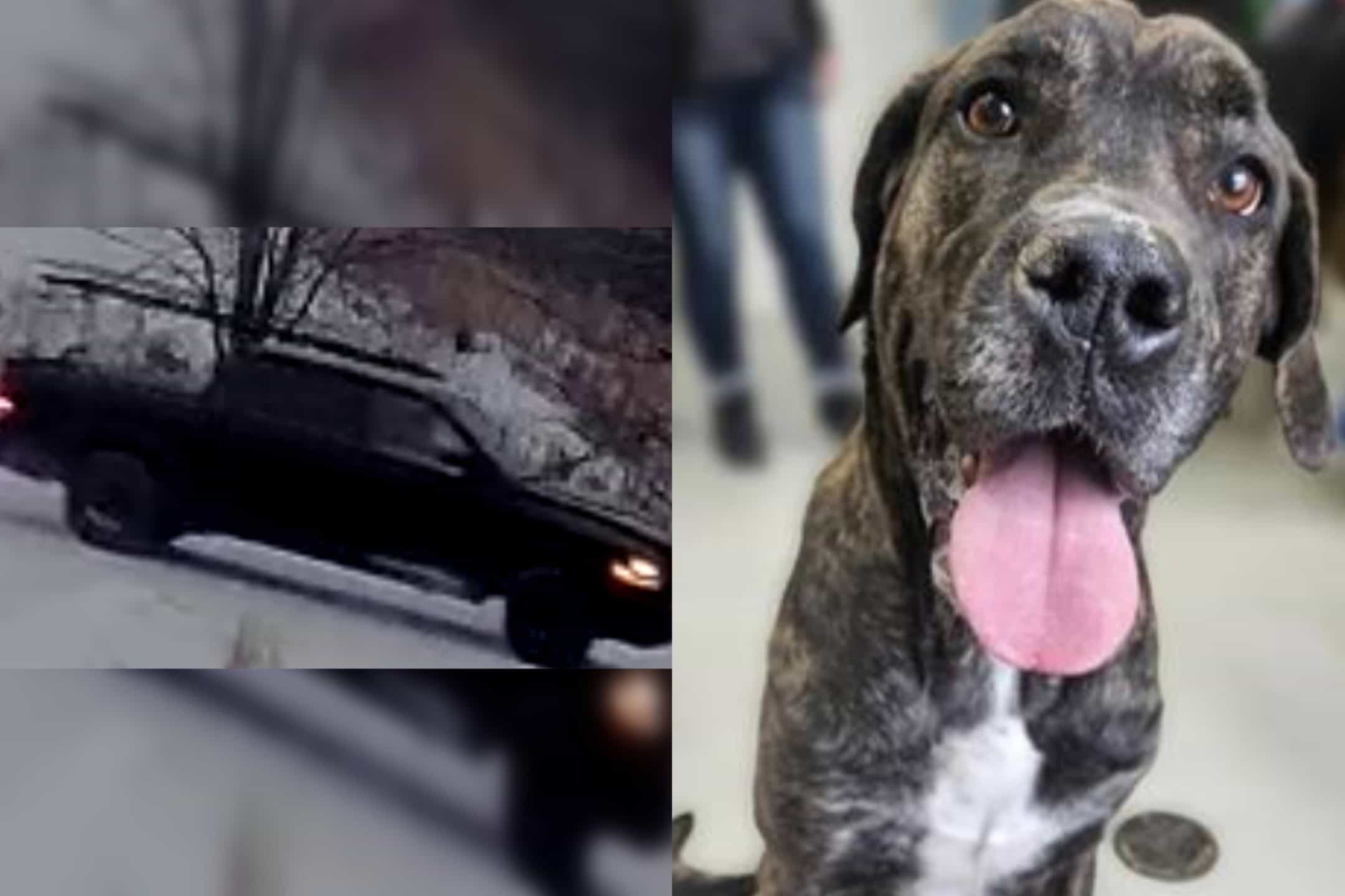 VIDEO: Abandoned dog found tied to pole leads to search for suspect in ...