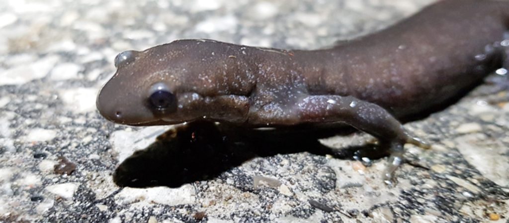 Migratory habit of endangered salamander shuts down Ontario road | INsauga