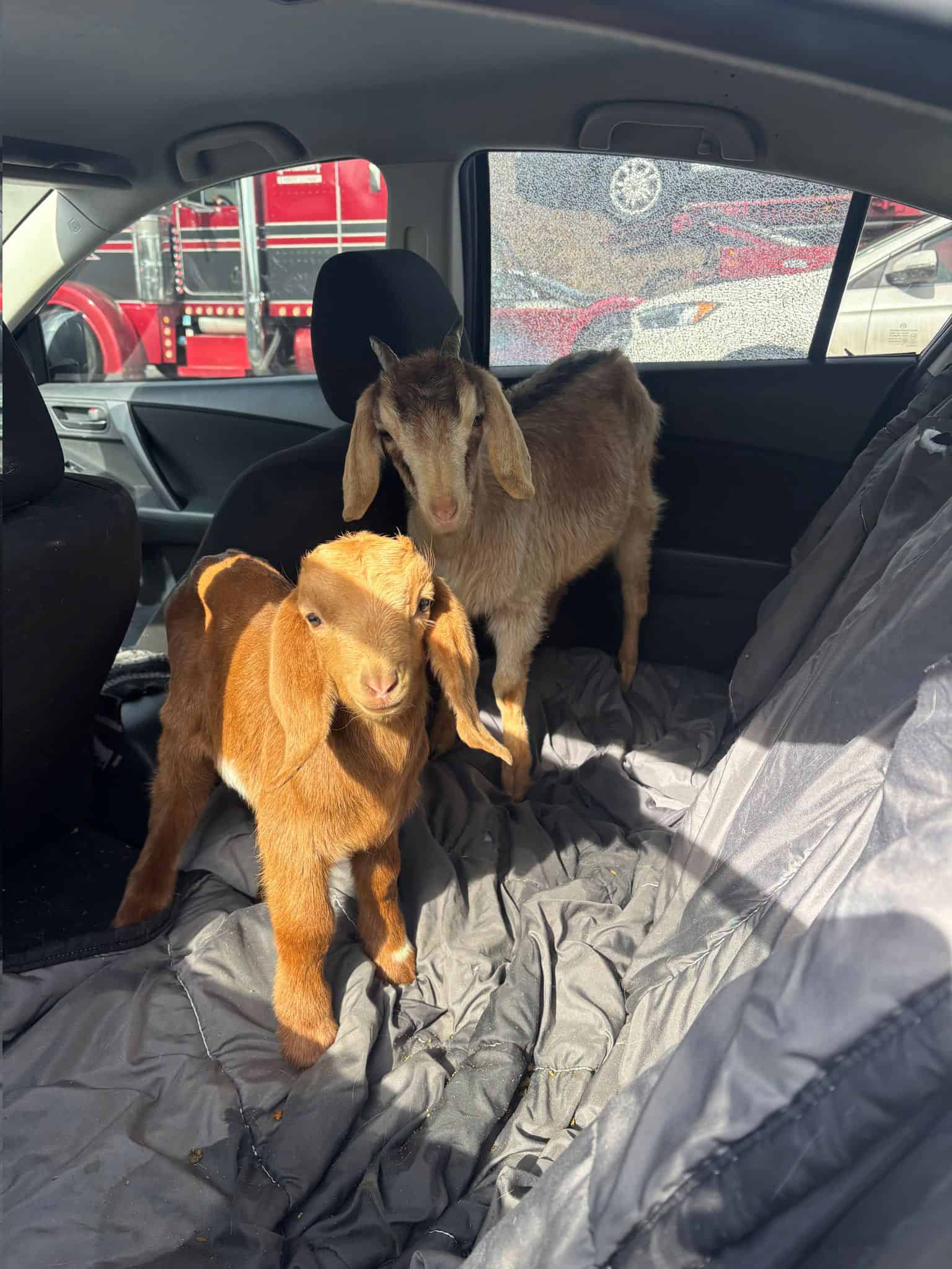 Goats involved in Highway 401 crash in Ontario | INsauga