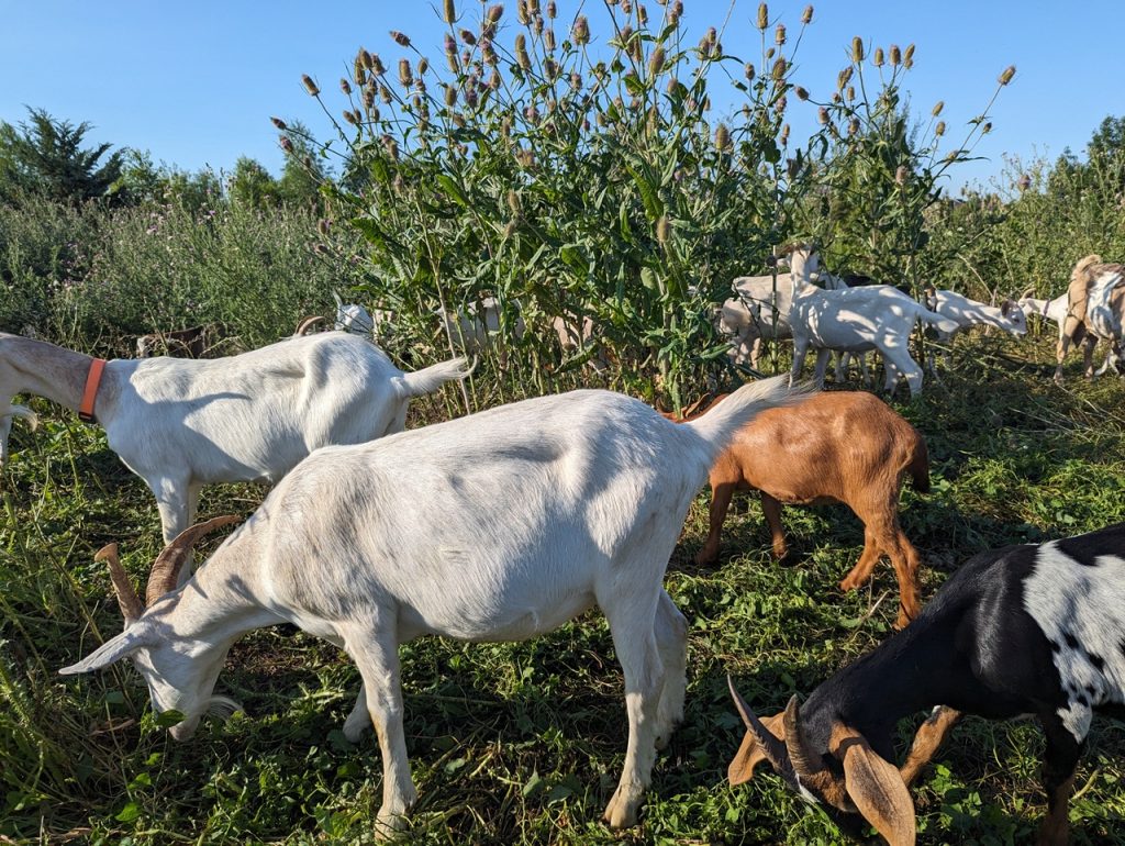 Goats return to help fight a war in Mississauga, Ontario | INsauga
