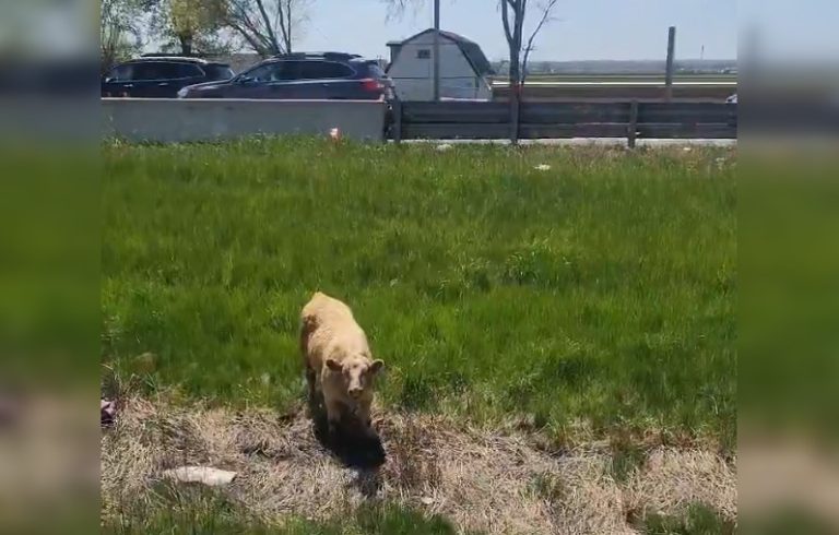VIDEO: Cows on highway cause heavy delays in Ontario, police say | INsauga