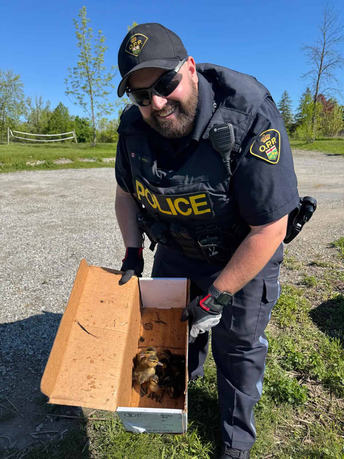 Ducklings rescued from QEW in Ontario | INsauga