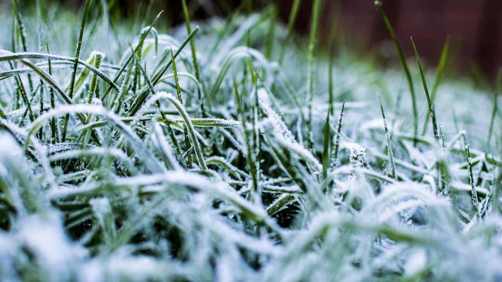 Frost warning in effect for parts of Ontario | INsauga