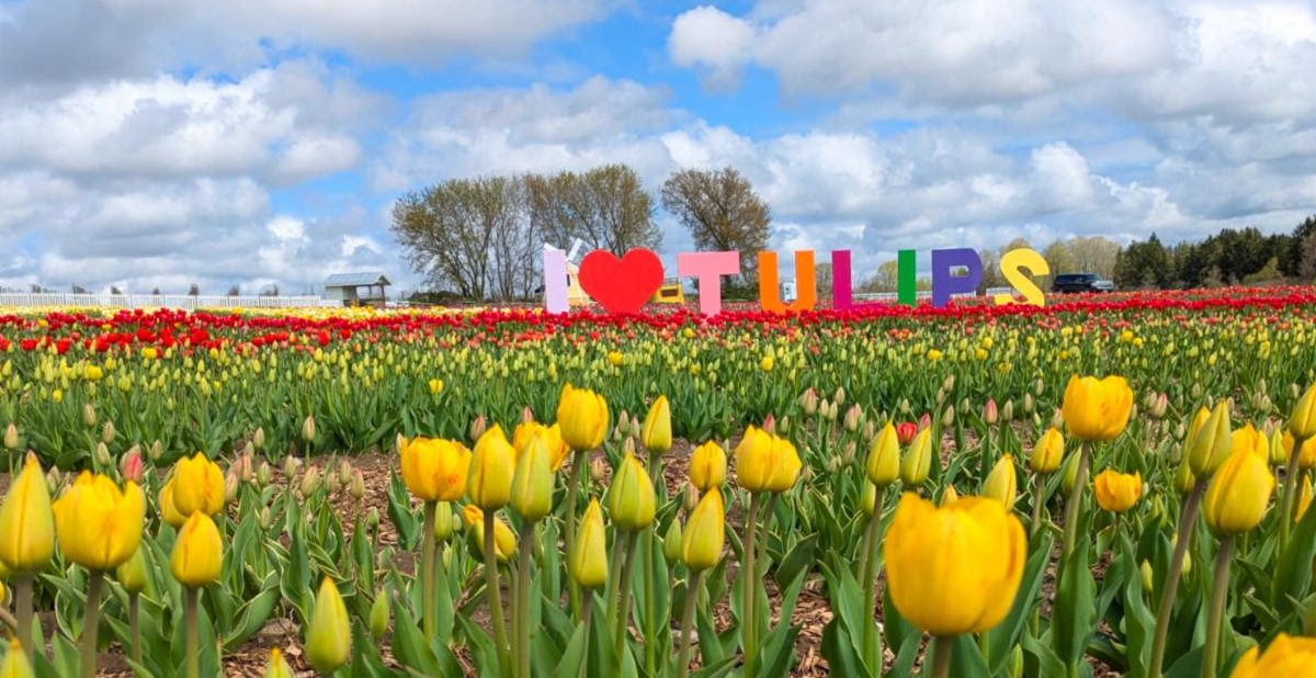 Tulip Days opens Thursday at popular Ontario farm market | INsauga