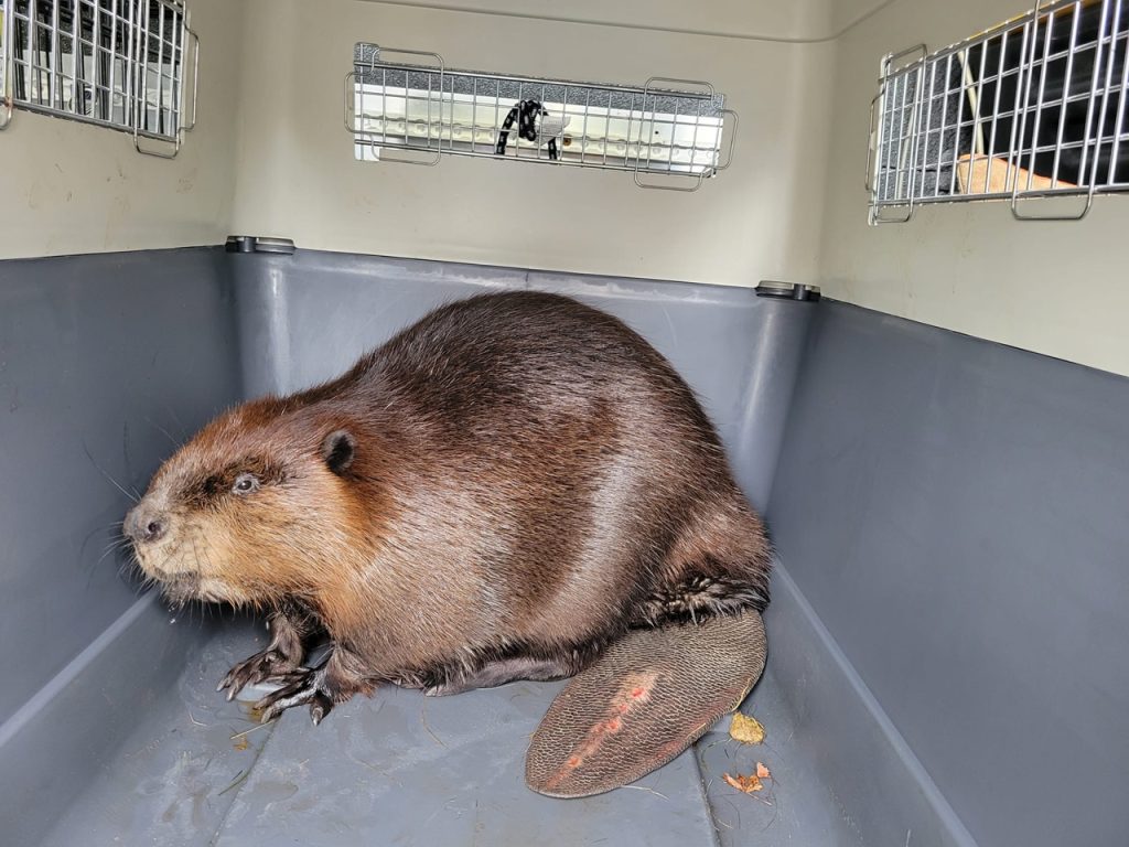 6,000 animals in distress rescued last year in Mississauga: city | INsauga