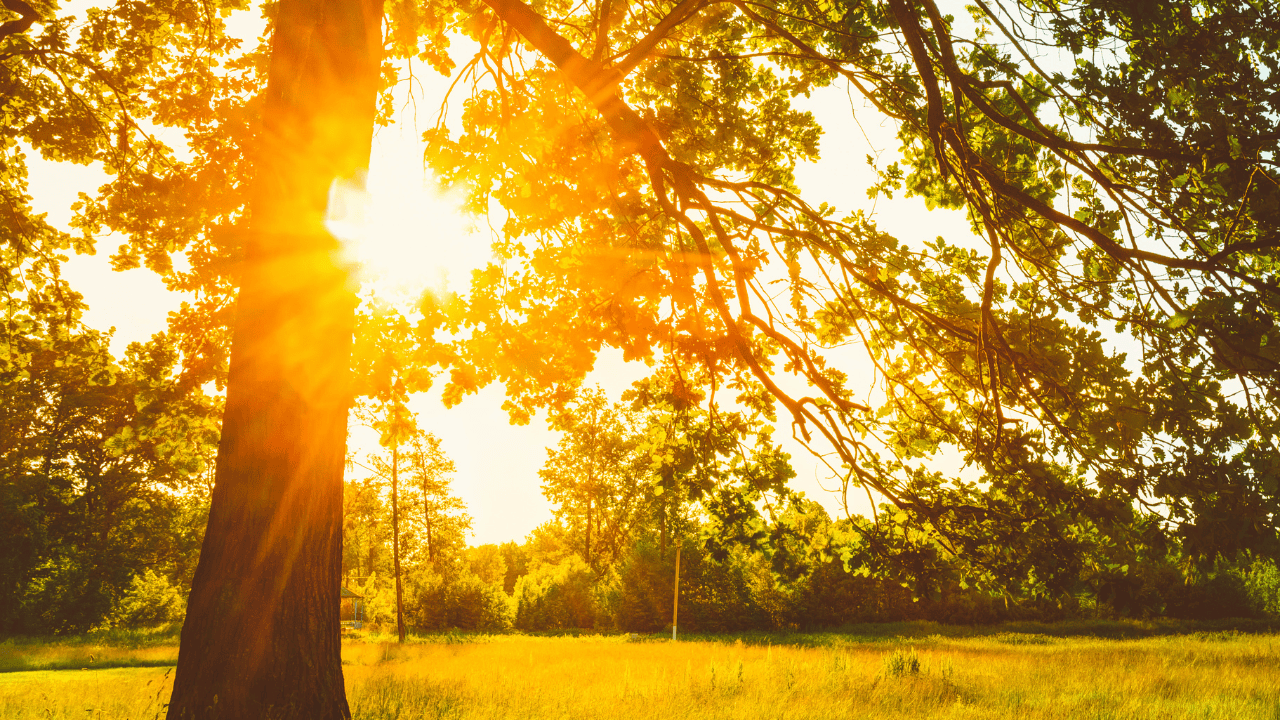 Heat wave brings scorching days and muggy nights to Ontario this week ...