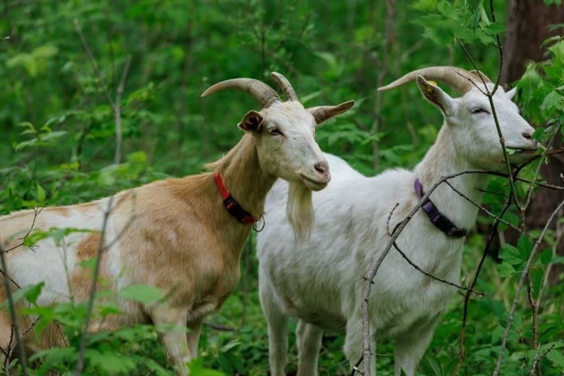 Why are these animals feasting on parklands in Mississauga? | INsauga