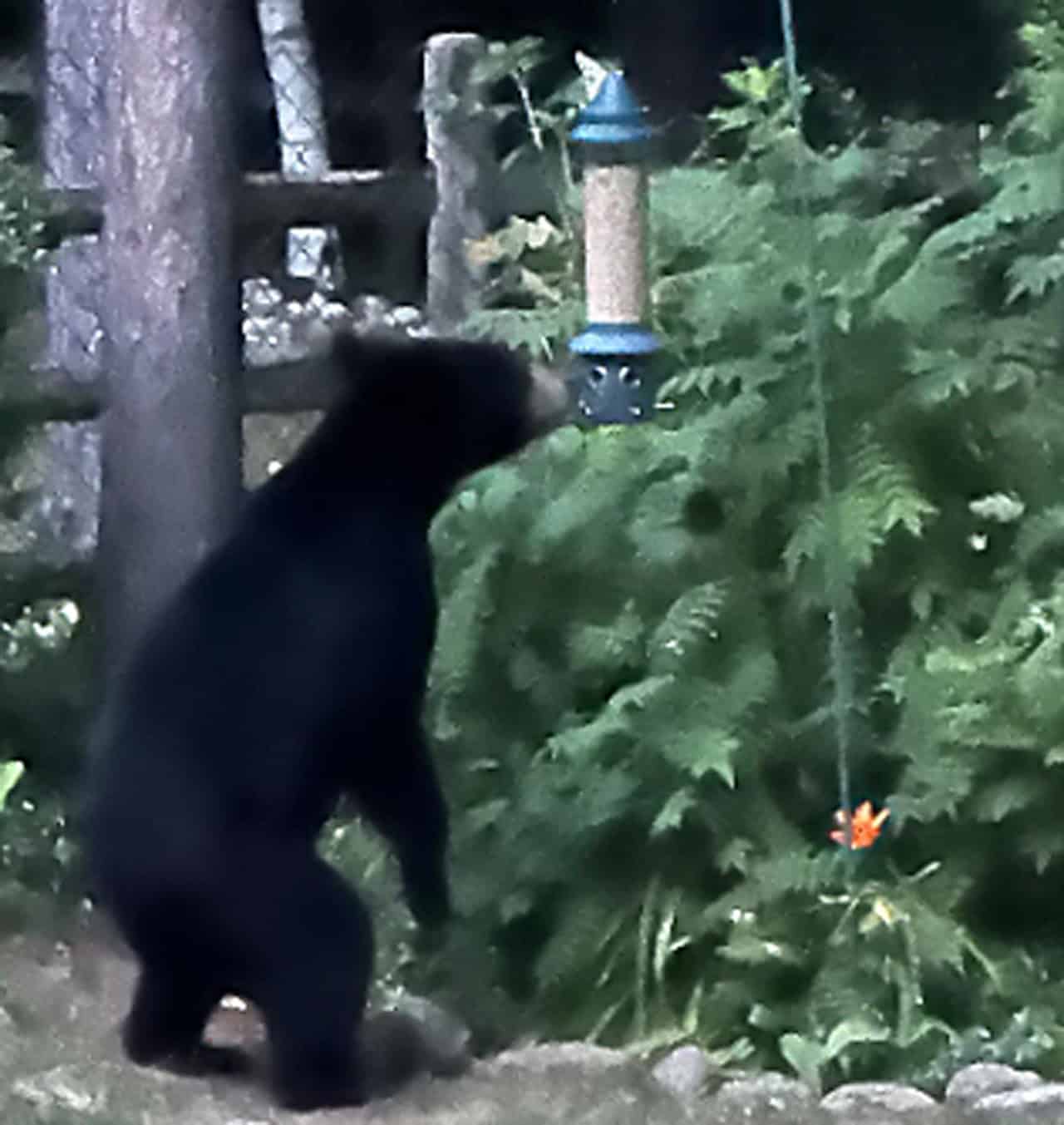 Bear spotted wandering in residential area of a southern Ontario town ...