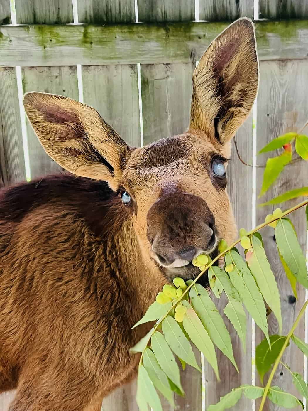 Toronto Zoo to become home for blind baby moose rescued near Ottawa ...