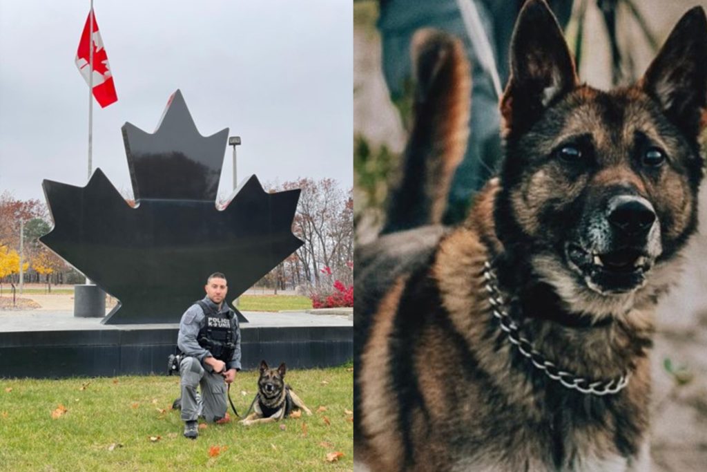 Service dog who helped find Toronto serial killer's victims mourned by ...
